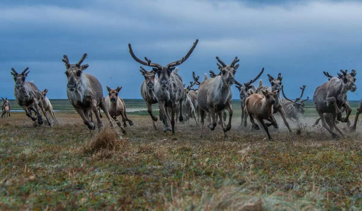 Rusa Utara tahu bagaimana mengubah warna mata mereka