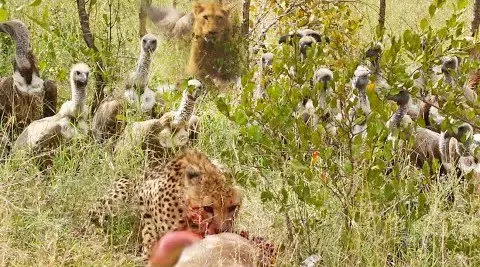 Vultures, istehsaldan imtina etmək üçün çita məcbur edir, lakin özləri bir şeylə ayrılırlar: video