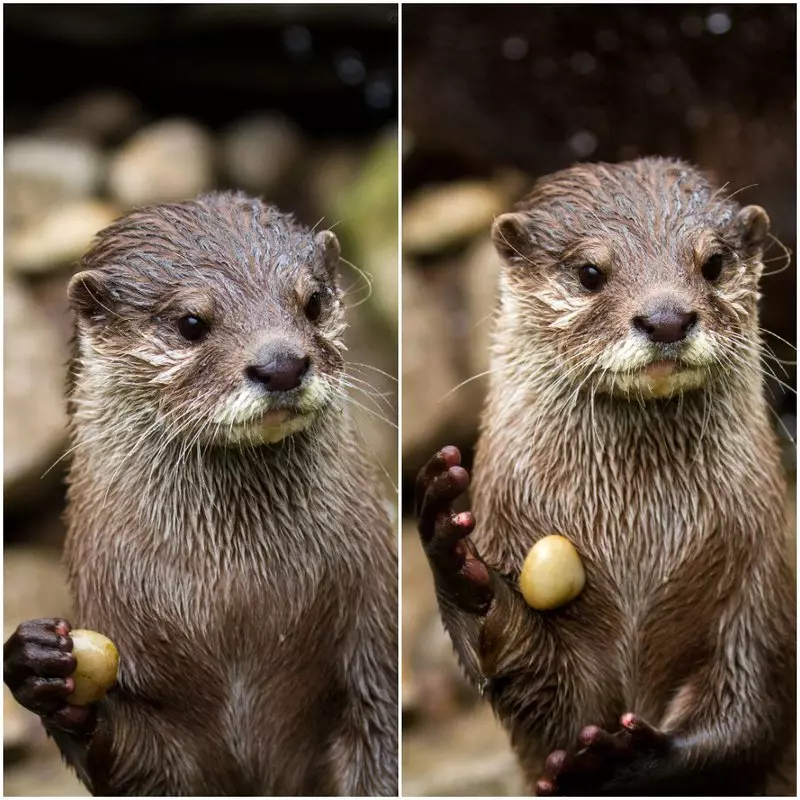 Hoekom doen die otters jongleren klippies?