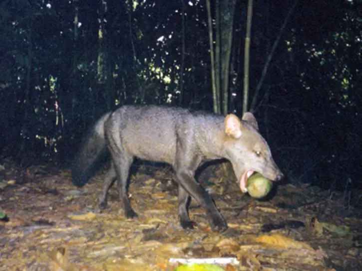 Ghost foxes mula sa Amazonia sa ilalim ng pagbabanta: maaari silang mawalan ng tropikal na kagubatan