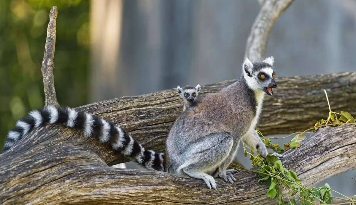 Arraunketa berritzea: Moskuko zoologikoko lemurov gazte bat jaio zen