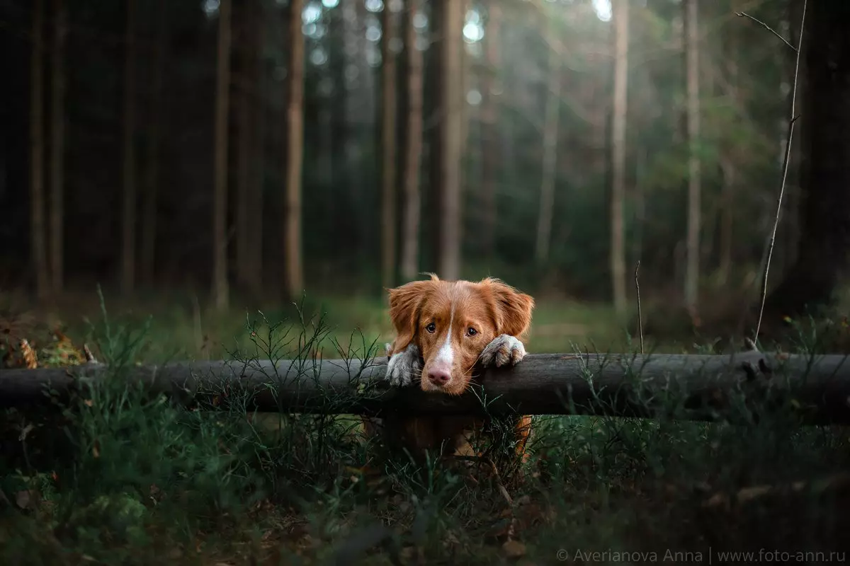 Seu cachorro sabe o que você sente