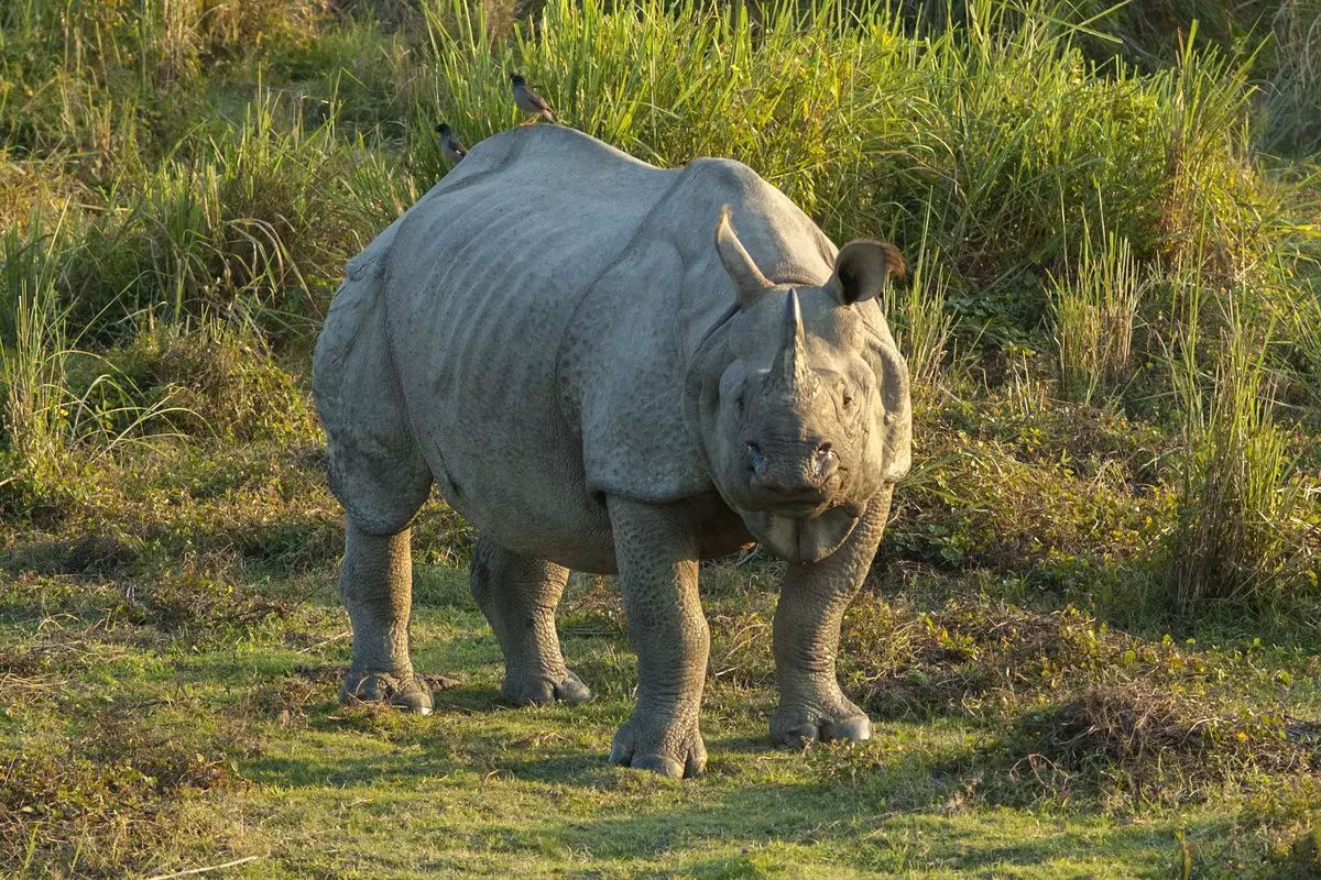 A na-egbu rhino rhino na India. Nke a bụ ikpe mbụ nke poching na UNESCO nke Helesco