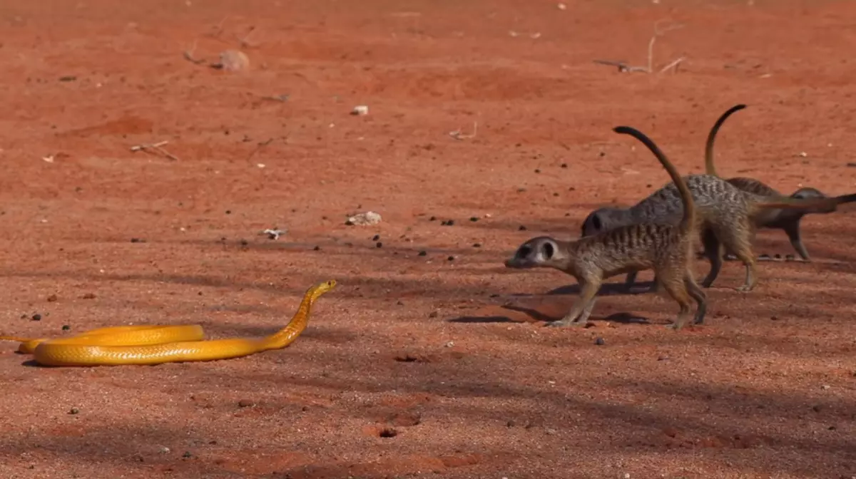 Brave Meerkats khahlano le cobble cobra: video