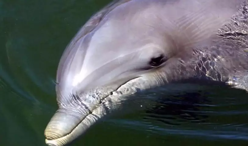 Dolphin i dashur vdiq tragjikisht për shkak të pasionit të tij për anijet