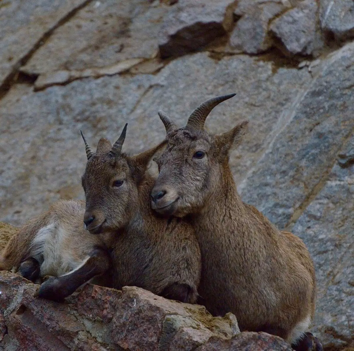 Babi-Boom: Menjëherë 10 turne Dagestan kanë lindur në kopshtin zoologjik të Moskës