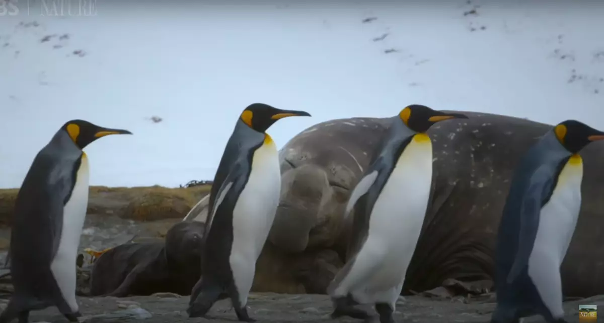 Penguins suffer past sea elephants and try to find the young: video