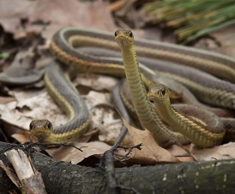 Cómo las serpientes están buscando amigos: video