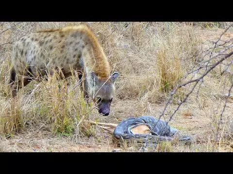 Hyena Python-аас олзыг хулгайлдаг: видео