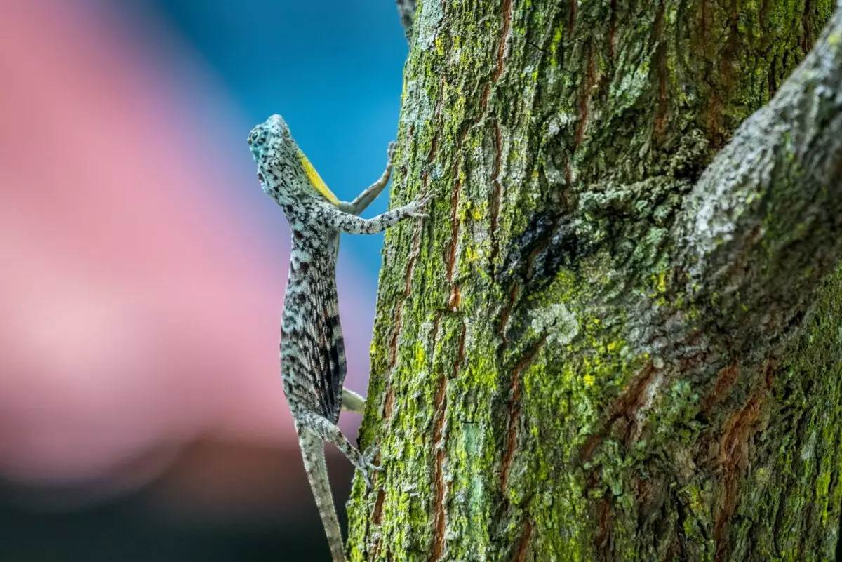 Flying Dragon: neredzams, nevis pīlings no koka