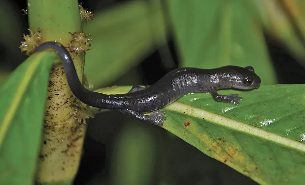 salamander.jpg.