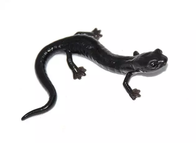 Salamander2.jpg.