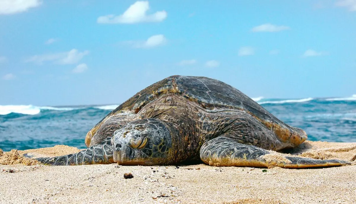 A resident of China froze the sea turtles for illegal trading. He received 12 years in prison