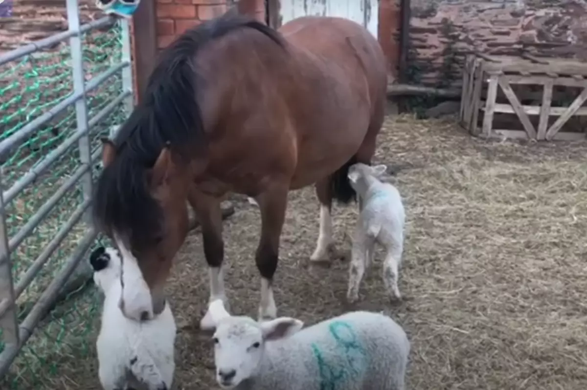 Poneo adoptis orfajn ŝafidojn: Video