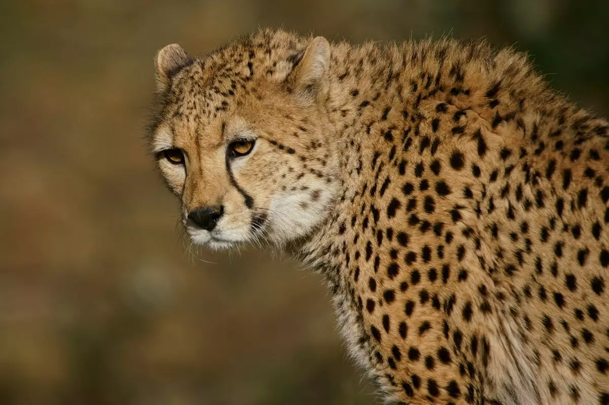 Rare cheetahs perhatoskeun di Algeria pikeun kahiji kalina dina dasawarsa