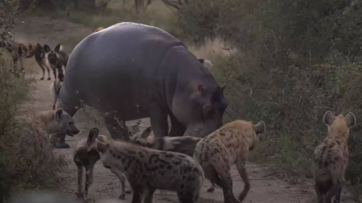 Hippo, Hyena va gienid itlar o'lja uchun raqobatlashadi: betakror video