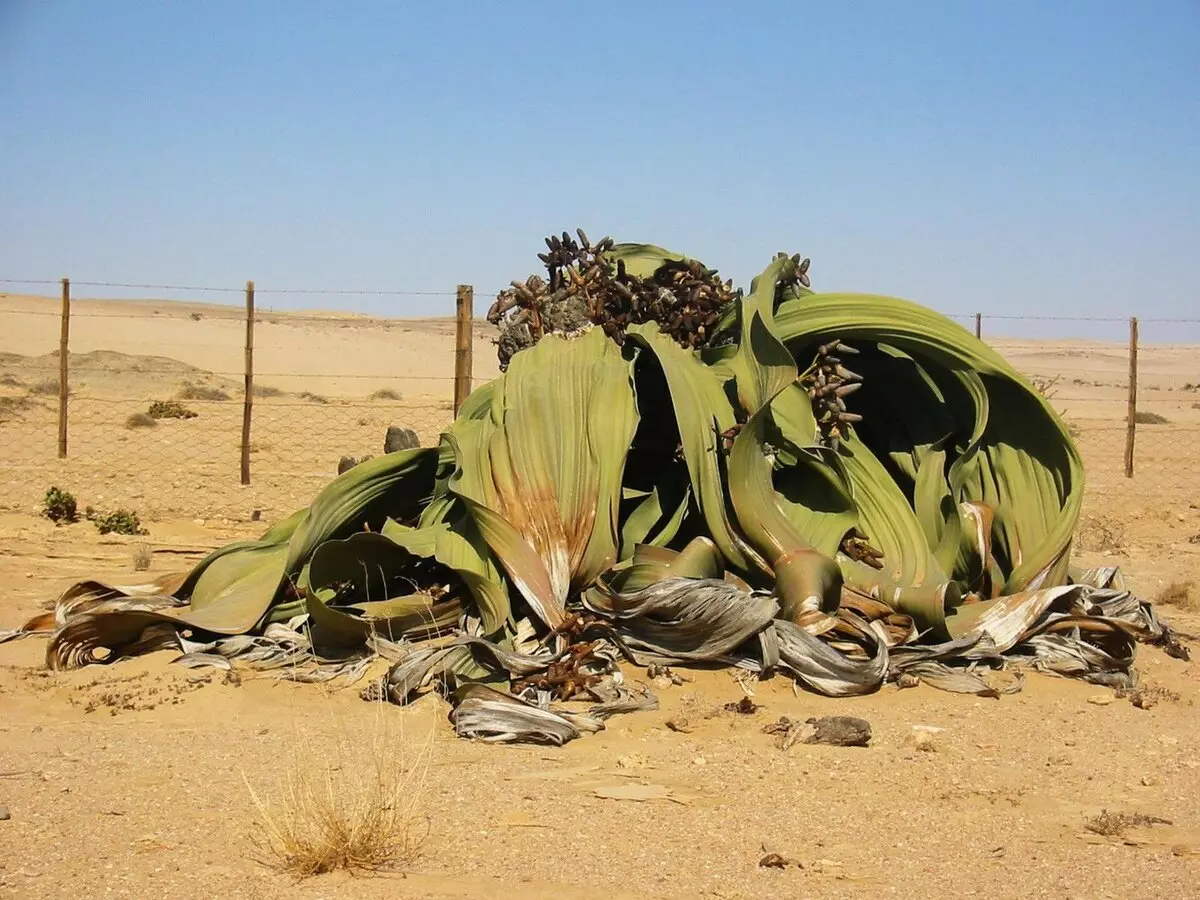 Welwítschia mirabilis