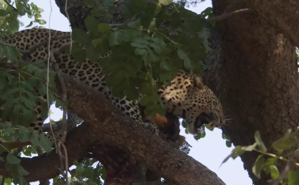 On the right of strong: leopard takes prey from female