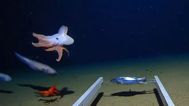 Octopresele Dambu ​​găsite la o adâncime record în Oceanul Indian