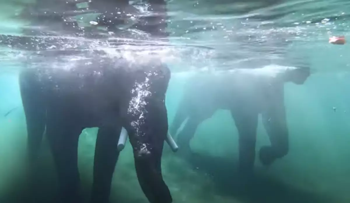 Elefant Pool Party: Video