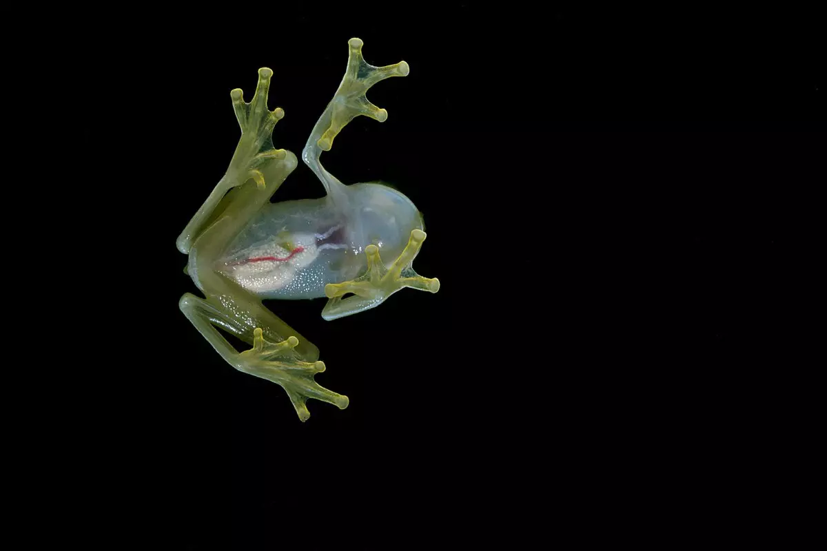 Why glass frogs transparent skin?