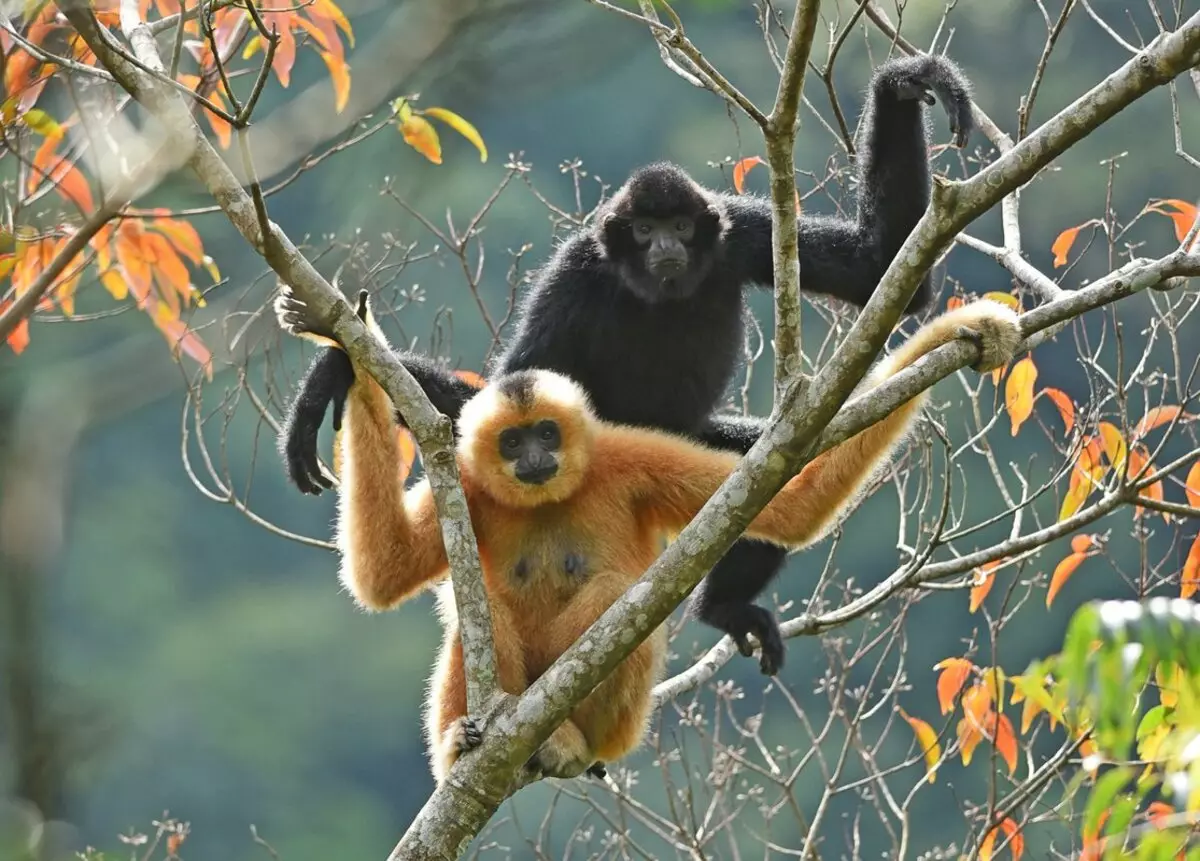 The rarest primates in the world found in the call of love