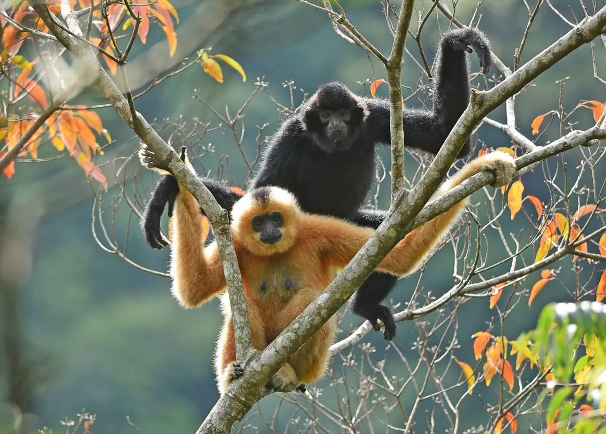 Gibbon.jpg.