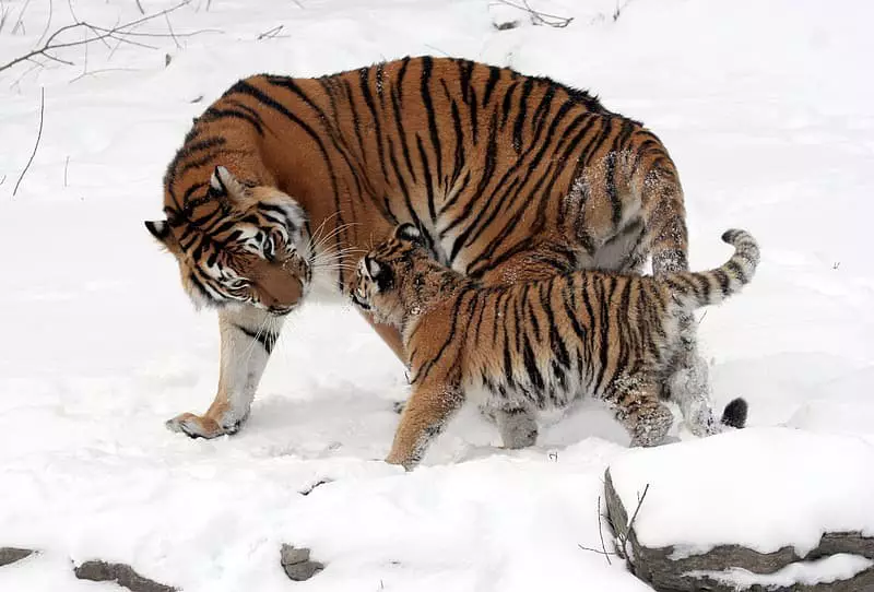 Amur Tiger.