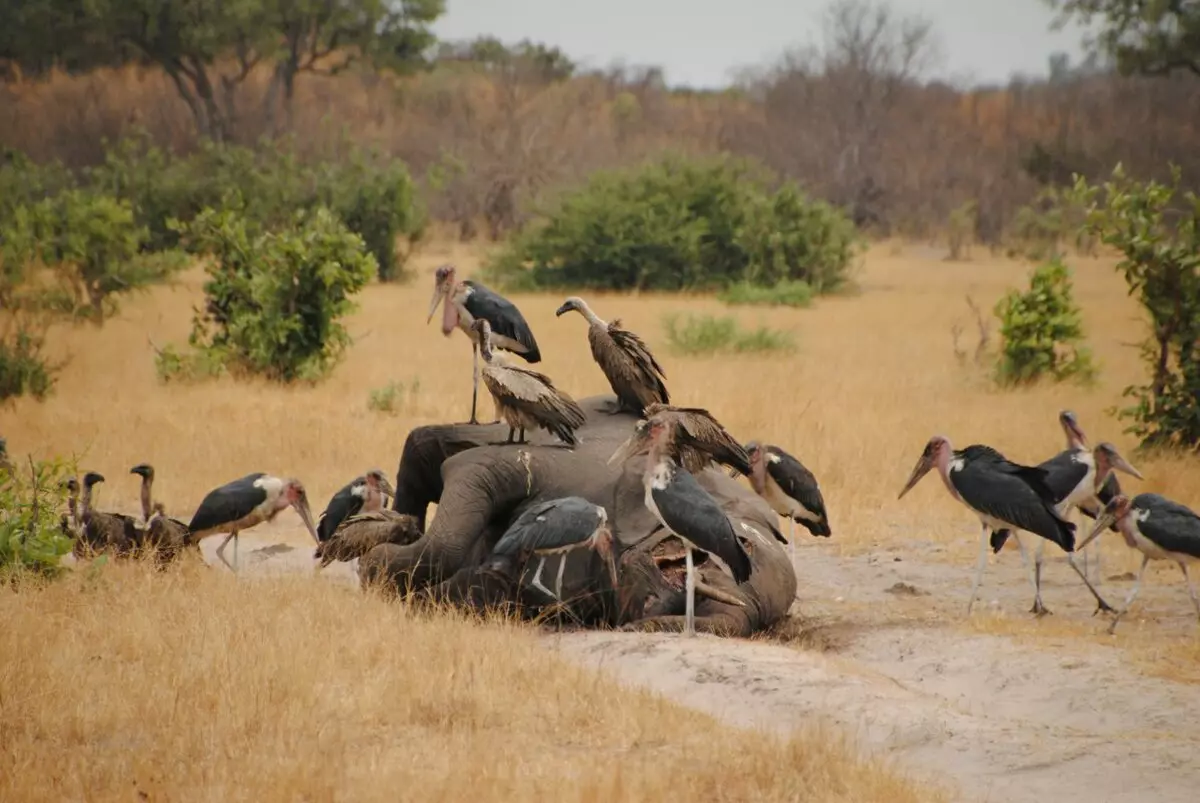 More than hundreds of elephants mysteriously died in Botswana