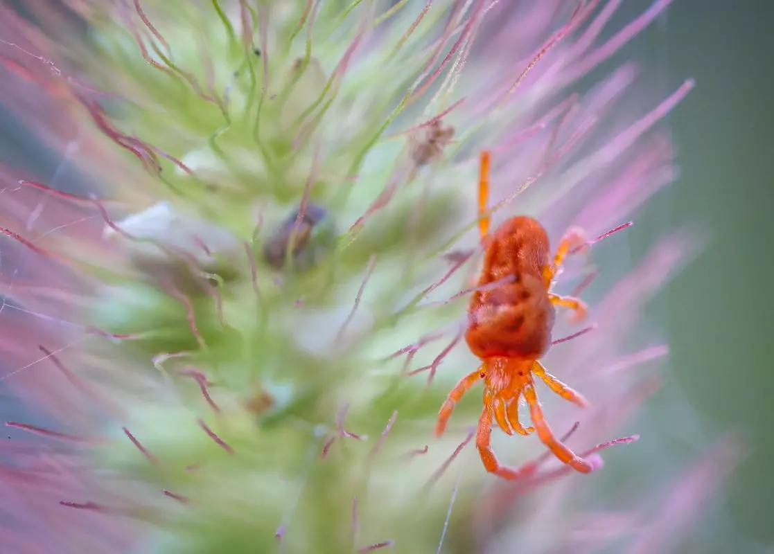 How to protect against ticks and what to do if one still clutched