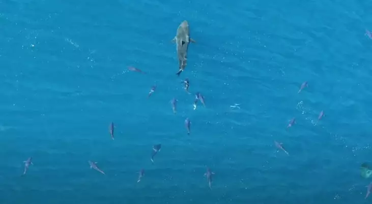 Uno stormo di tonno persegue un grande squalo bianco: il video