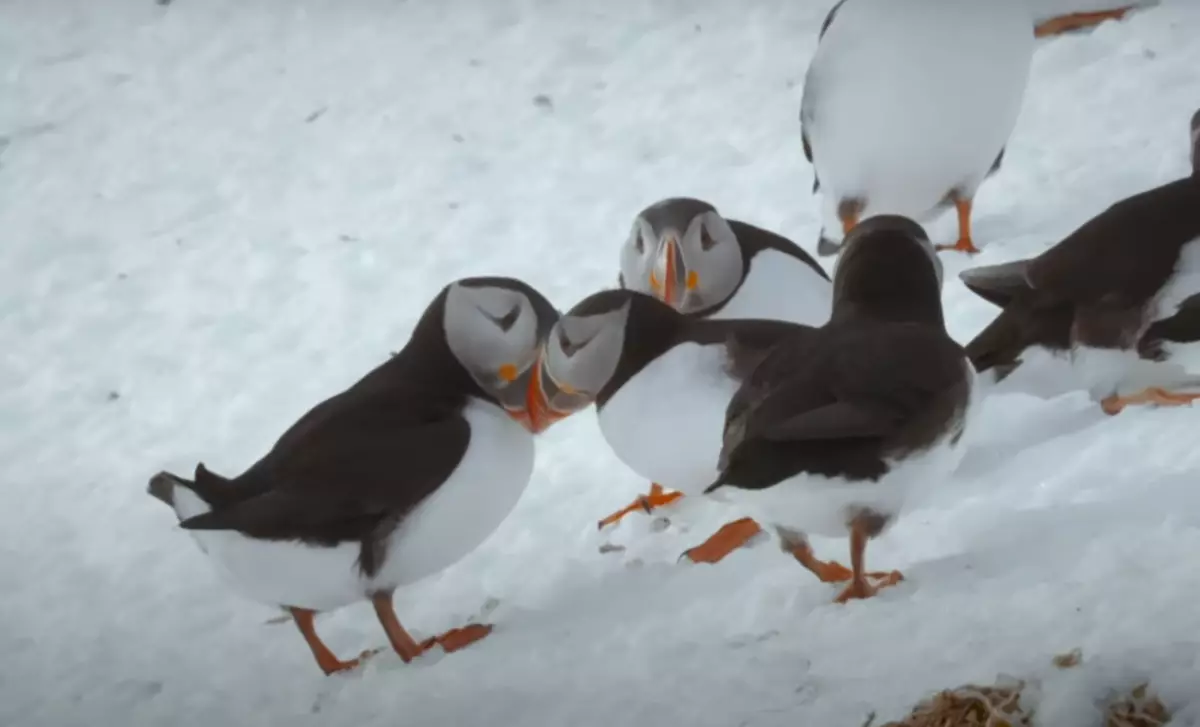 Tupik sib ntaus rau txoj kev hlub ntawm nws lub neej: video