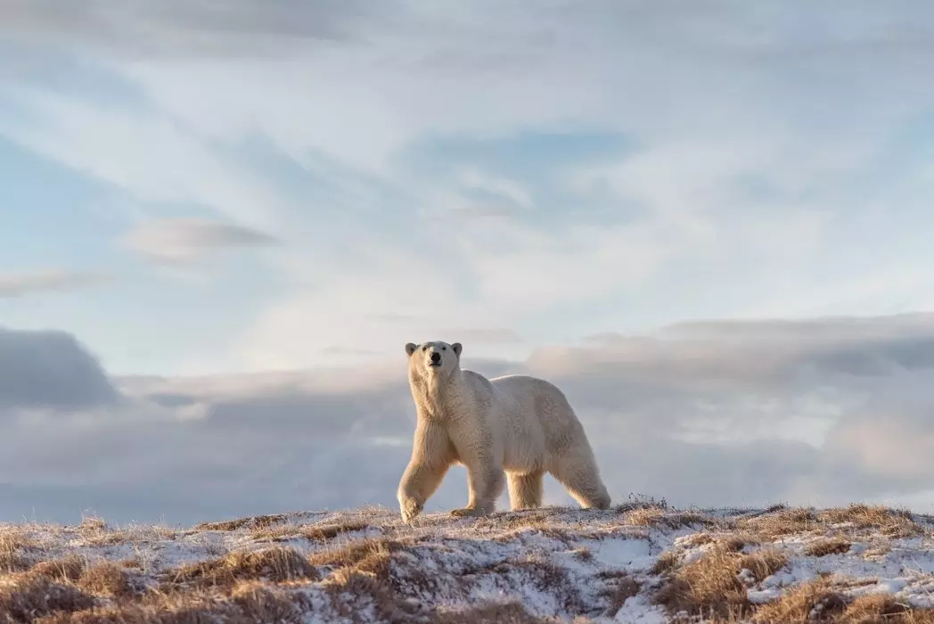 In Yakutia, "Bearish Islands" - eine Reserve, in der die Besitzer weiße Bären sein werden