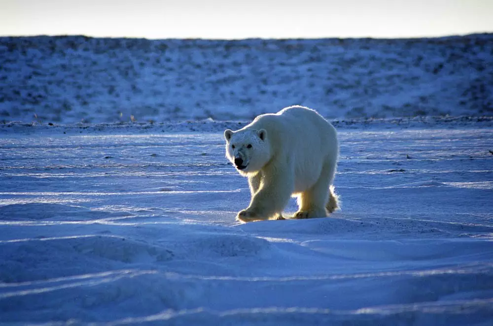 Urso polar