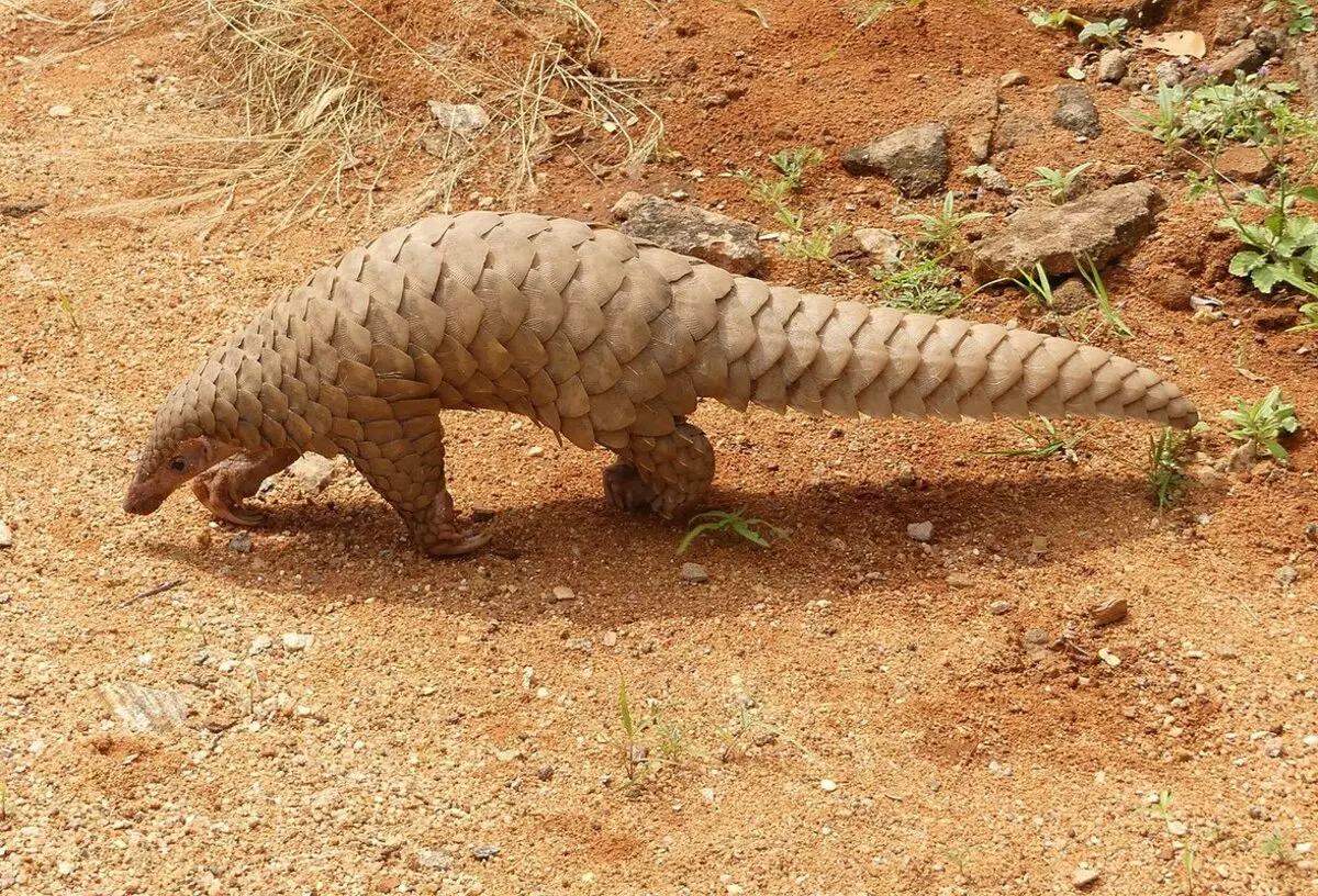 Pangolinen verboten in der chinesischen traditionellen Medizin