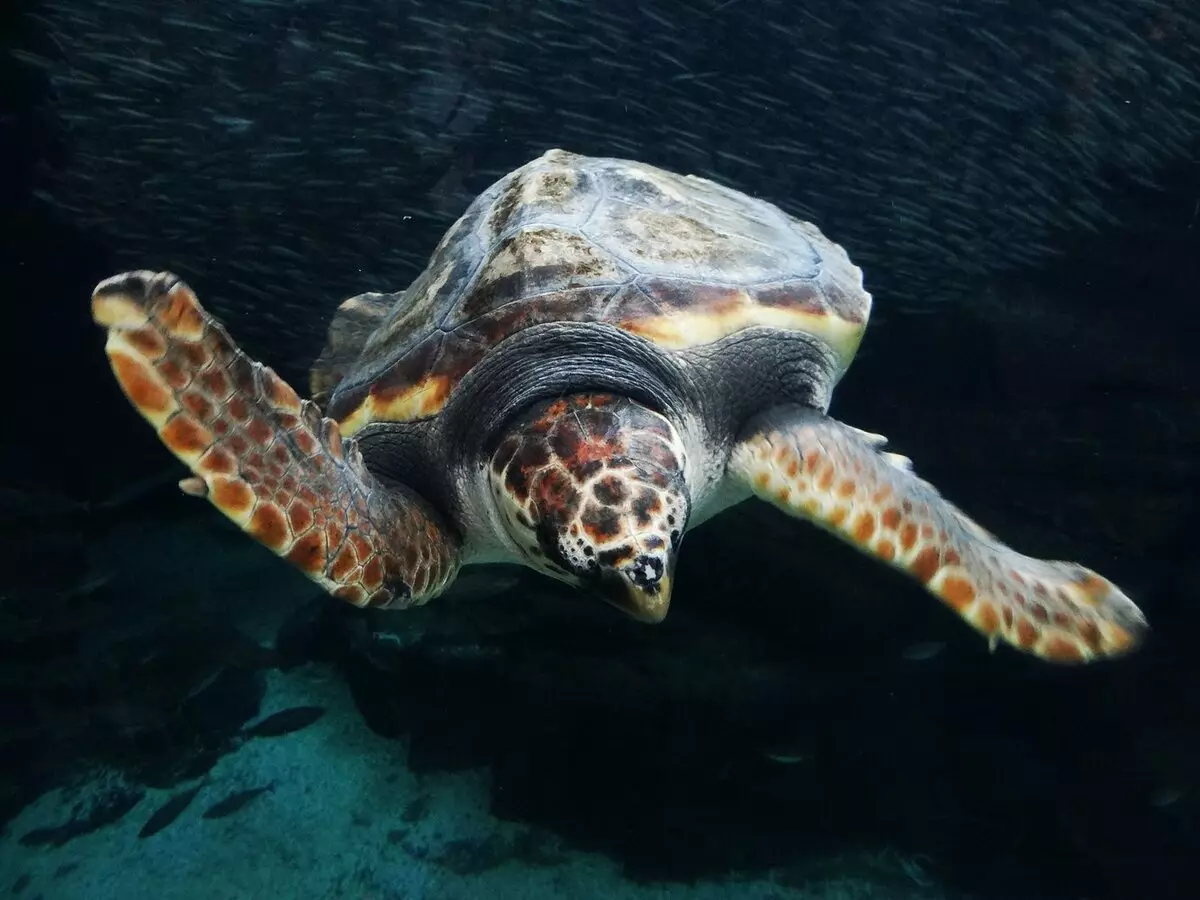 Wëssenschaftler entdeckt dichtbar Populéiert Welten op de Réck vun den Schildkröten