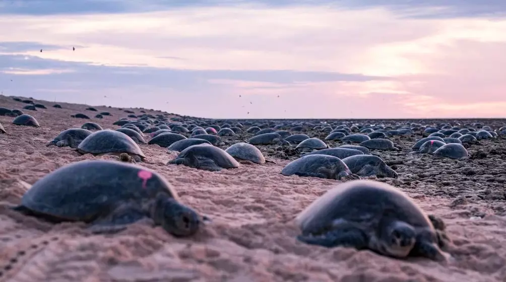 Babban shinge Reef ya tara Hordes don kore kunkuru: bidiyo