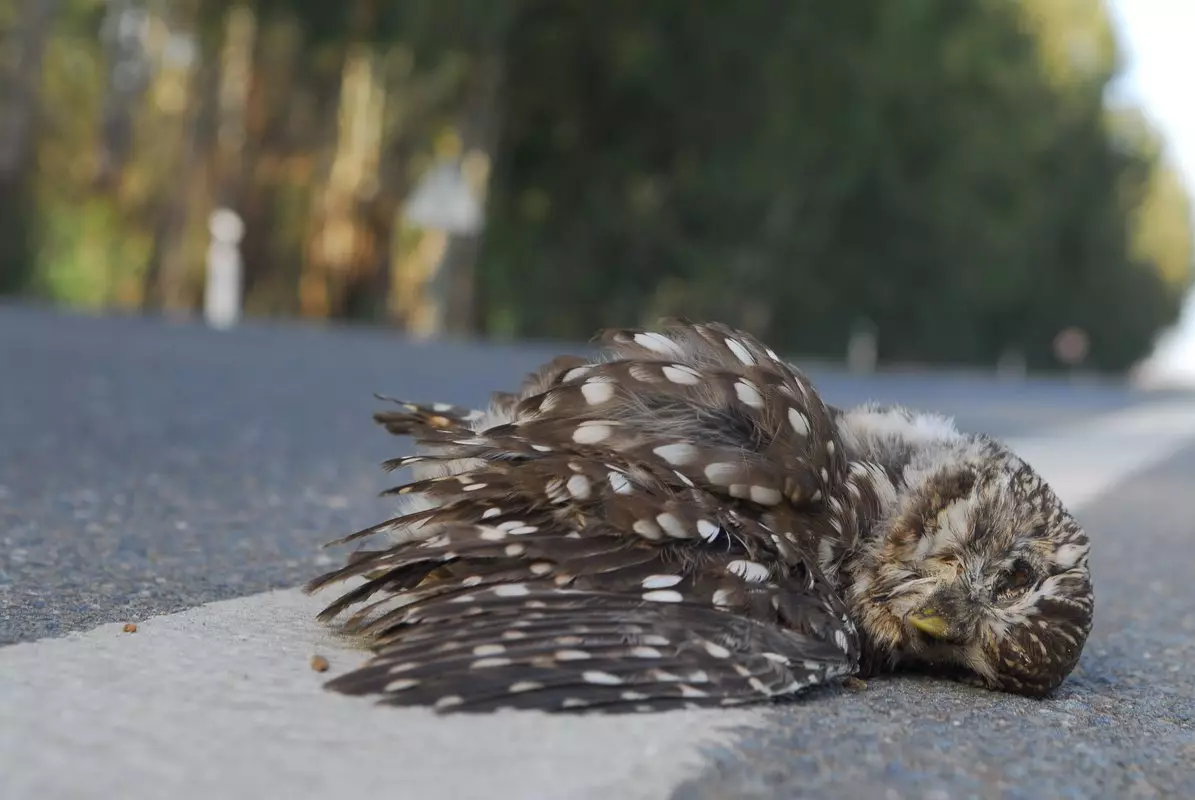 Mehr als 200 Millionen Tiere sterben auf den Straßen Europa jedes Jahr