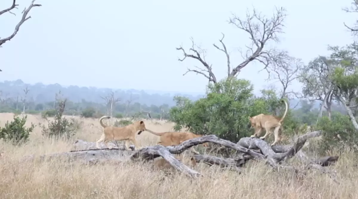 Savita ha scoperto l'oscillazione nella savana: video