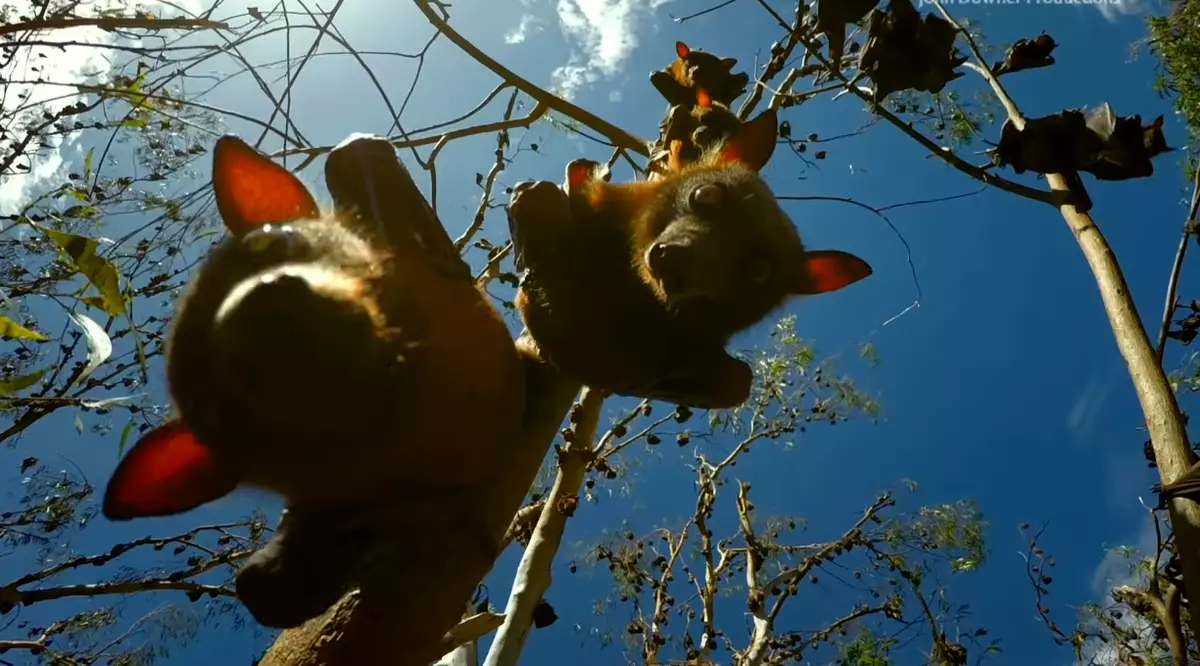 El espía en la colonia de zorros volátiles está observando cómo los cuidados sobre jóvenes: de vídeo