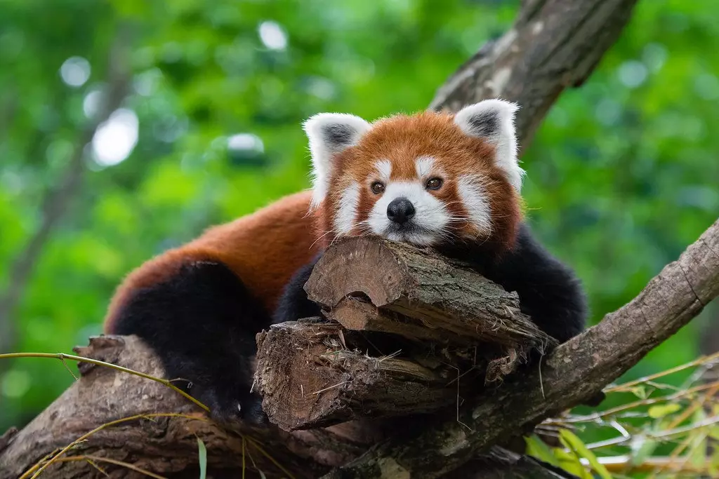 Mailing Red Pandas vil spore med GPS-krage