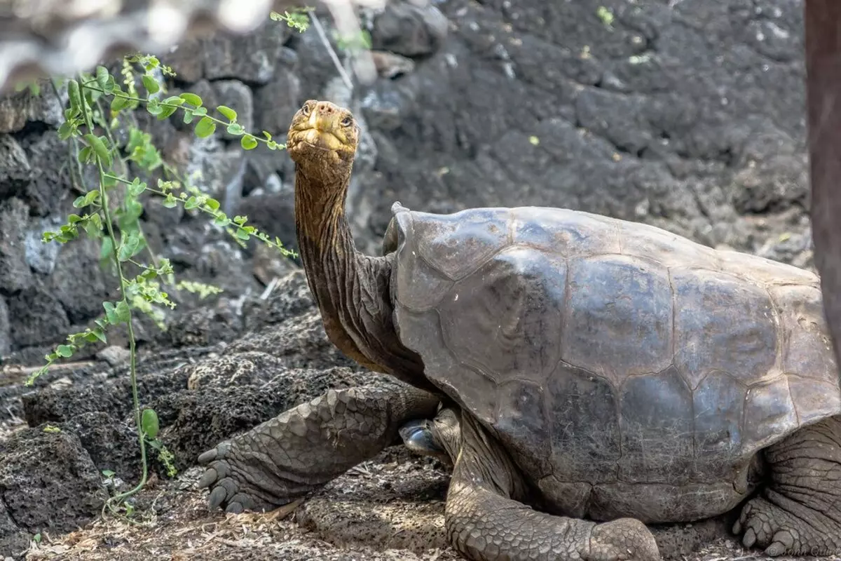 Galapagos gjigandi gjigand Diego u kthye në shtëpi pas dekadave të jetës në robëri