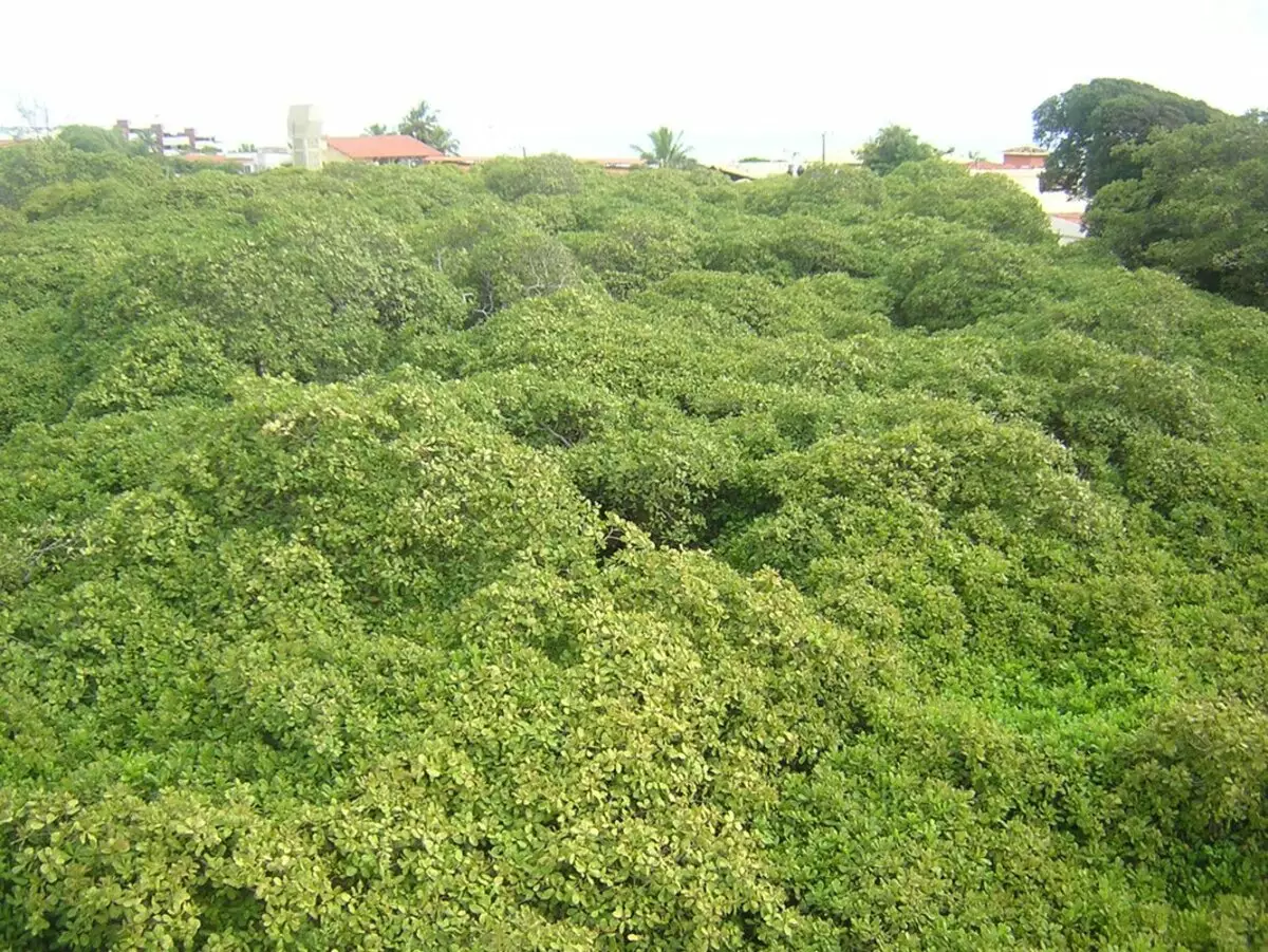 Mtengo wa Cashew ku Brazil amawoneka ngati nkhalango yamtengo wapatali: Chithunzi