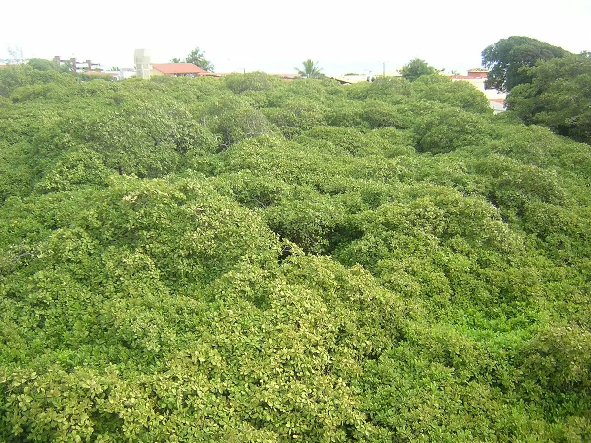 עץ מטמון בפיראנגי