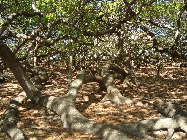 Piraki ရှိ cache tree သစ်ပင်