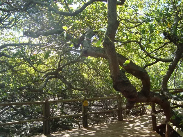 Cache drvo u Pirangi