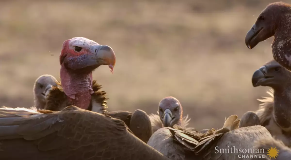 Peters dhe lufton e "ngrënësit e vdekur": Video