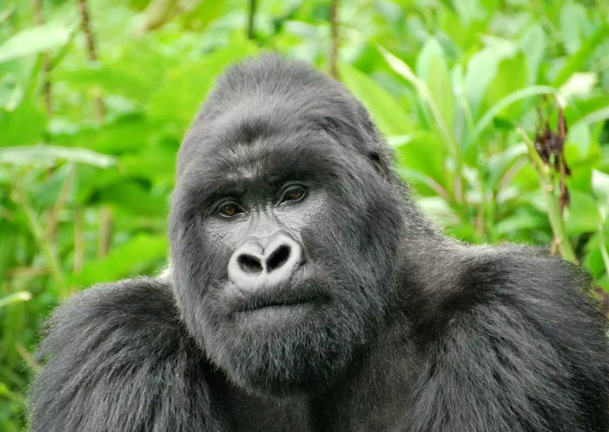 Fjórir poachers voru handteknir til að drepa ríkjandi karlkyns Gorilla