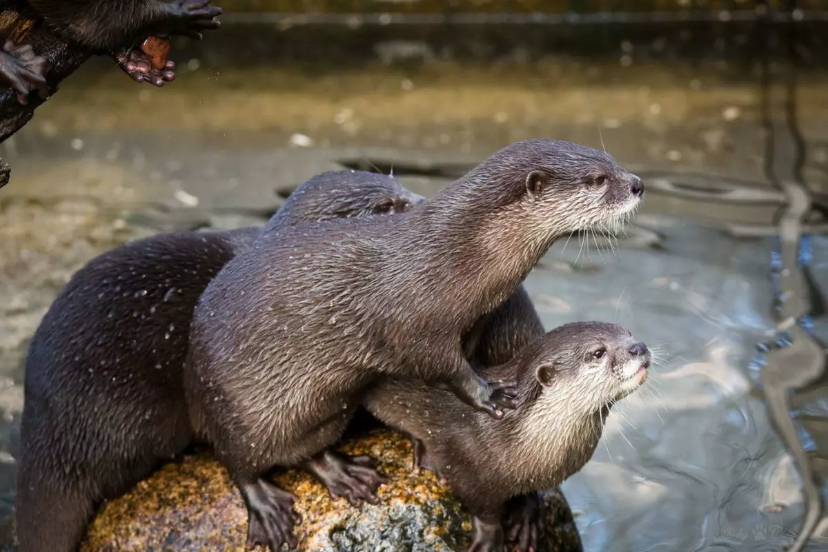 Tre otters delte ikke blyanterne: sjov video