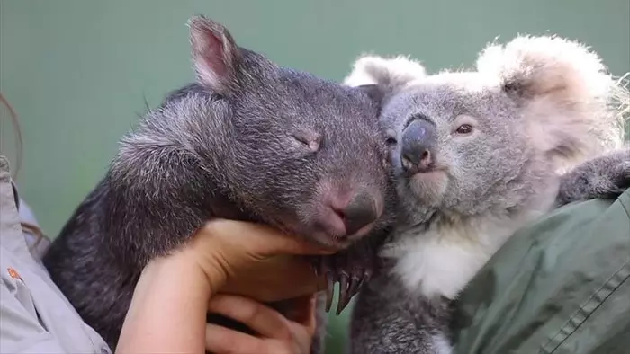 Koala va Vommat karantin paytida do'st bo'lishdi: Video